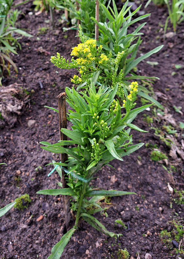 Solidago canadensis